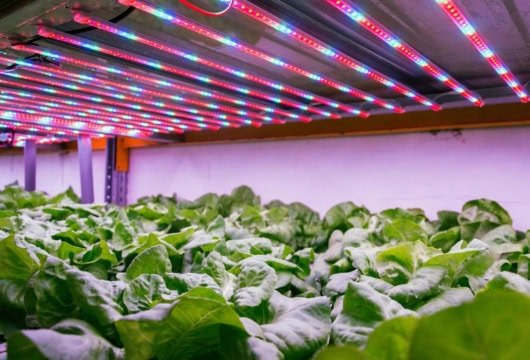 Lighting for Hydroponics | Best Grow Light Types & Tips